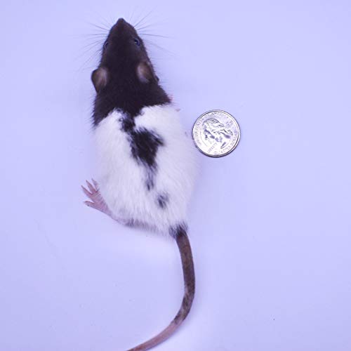 MiceDirect 20 Small Rats: Fresh Fast Frozen Food for Corn Snakes, Ball Pythons, Lizards