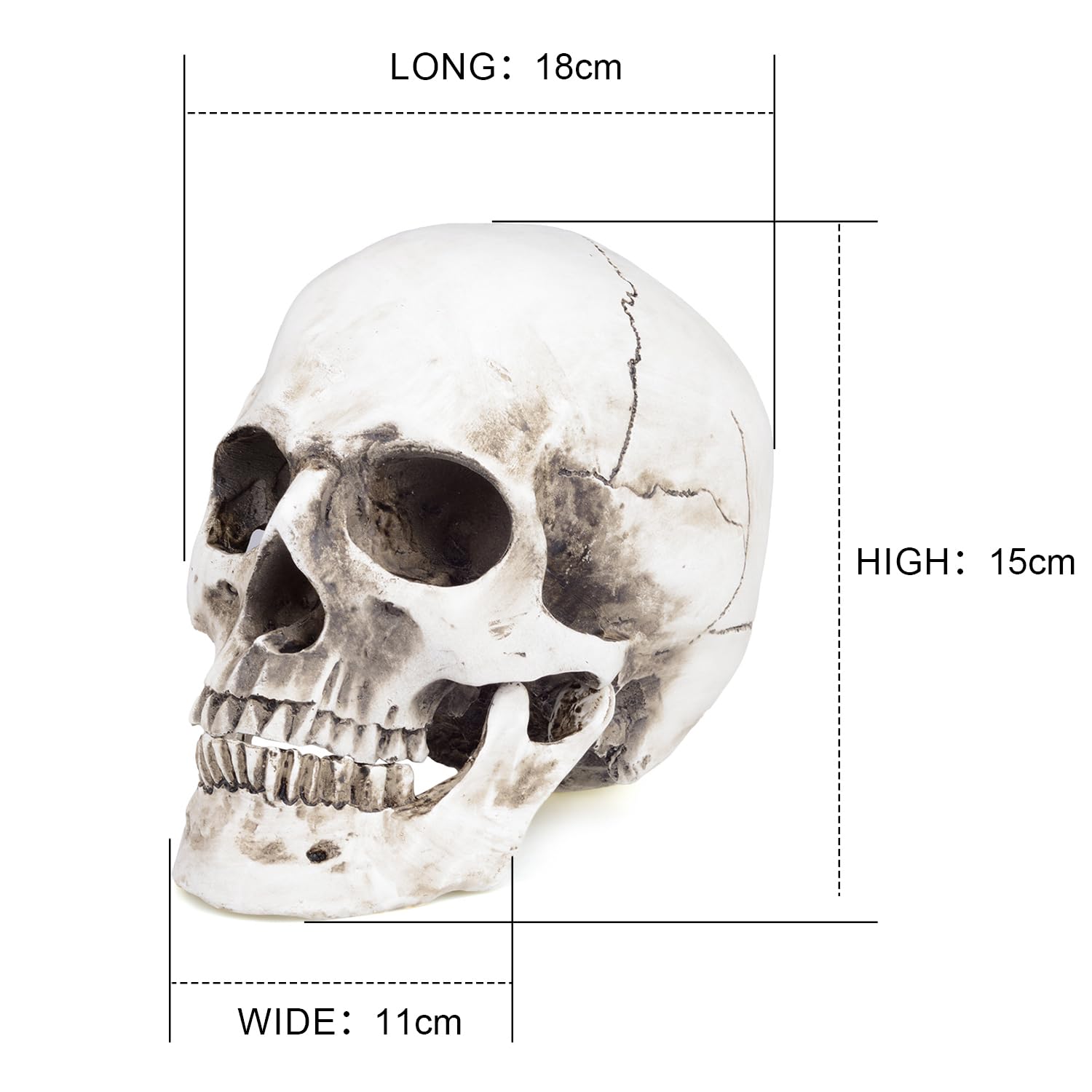 Aries Outlets Retro Human Skull Replica Resin Anatomical Model Medical Lifesize Realistic 1:1