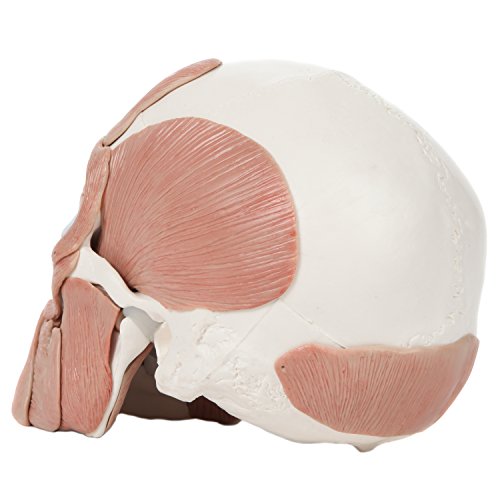 Axis Scientific 3-Part Painted Skull Model with Facial Musculature β Life Size Anatomical Skull Model with 36 Removable Parts
