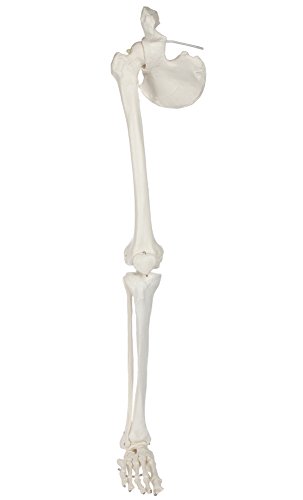 Axis Scientific Human Leg Skeleton Bundle, Life-Size 36" Anatomical Model with All Leg Bones, Removable Hip Joint and Fully Articulated Foot and Detailed Product Manual