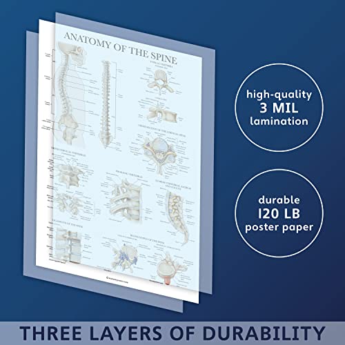 Palace Learning 2 Pack: Skeletal System Anatomy + Anatomy of the Spine Poster Set - Set of 2 Anatomical Charts - Laminated - 18" x 24"