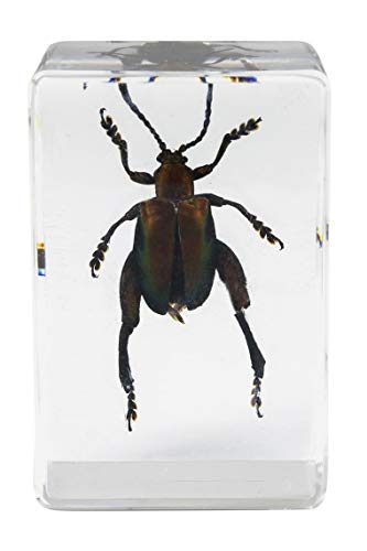 Celestron – Real 3D Bugs in Clear Resin – 4pc Set Includes Wasp, Ant, Chafer, and Beetle Specimens – Perfect for Science Eduction and Classroom – Use with Digital and Stereo Microscopes