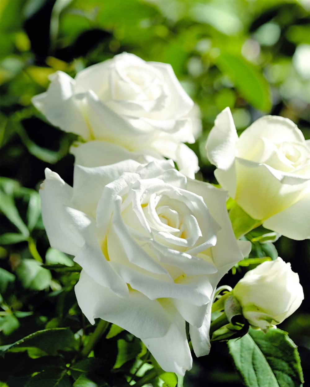 200+ Mix Rose Seeds for Planting Outdoors Flower Bush Perennial Shrub, Non-GMO Heirloom 90% Germination Rate Open Pollinated