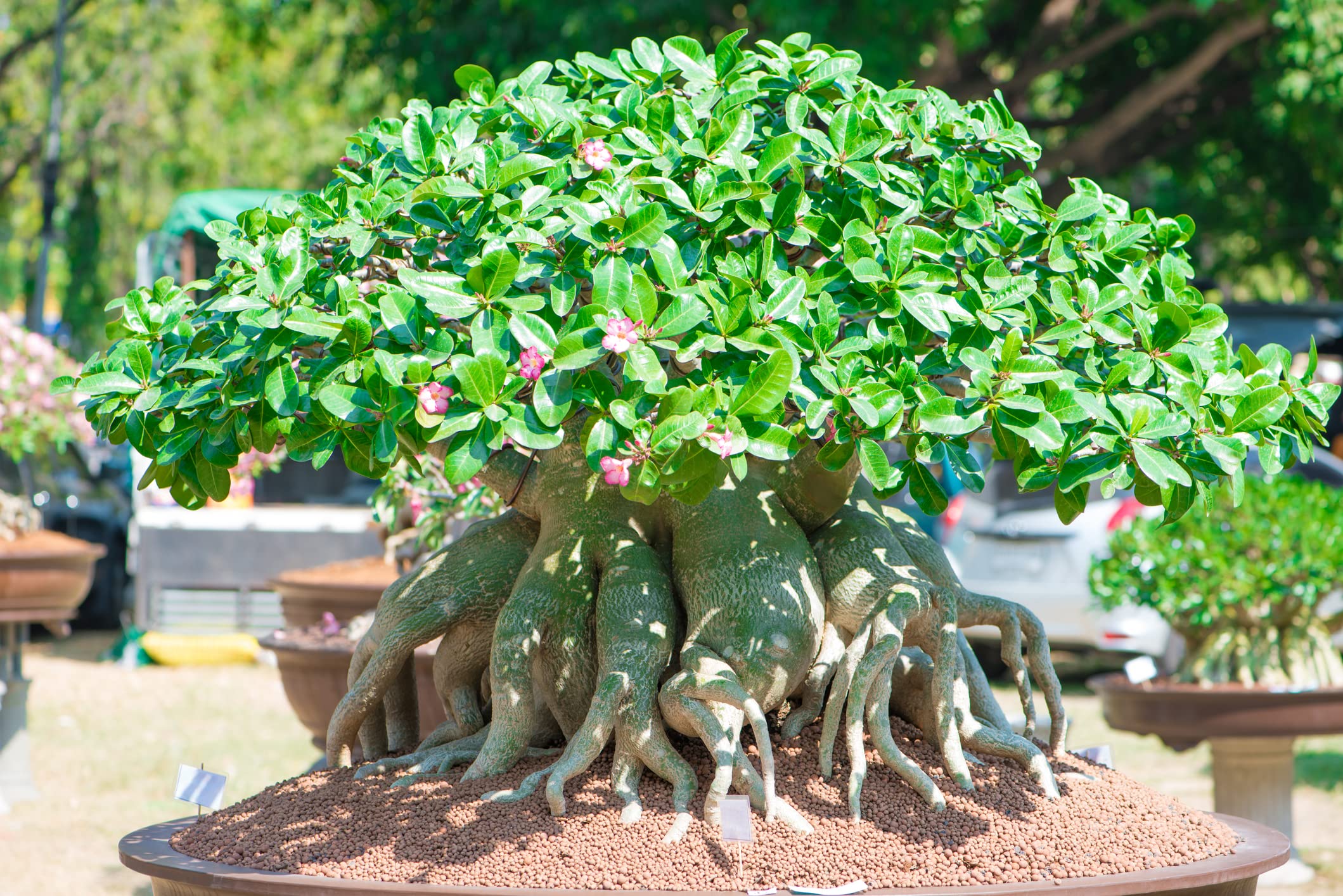 20 Rare Exotic Desert Rose (Adenium Obesum) Mixed Seeds - Grow Desert Rose Bonsai Tree