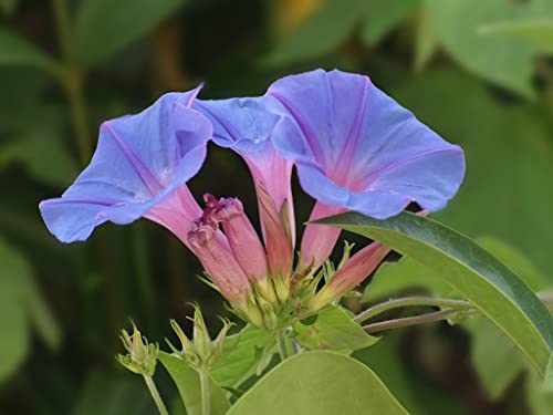 200+ Morning Glory Seeds for Planting, Mixed Color Ipomoea Nil Seeds Heirloom Vine, High Germination Rate Open Pollinated Seeds Wonderful Gardening Gifts
