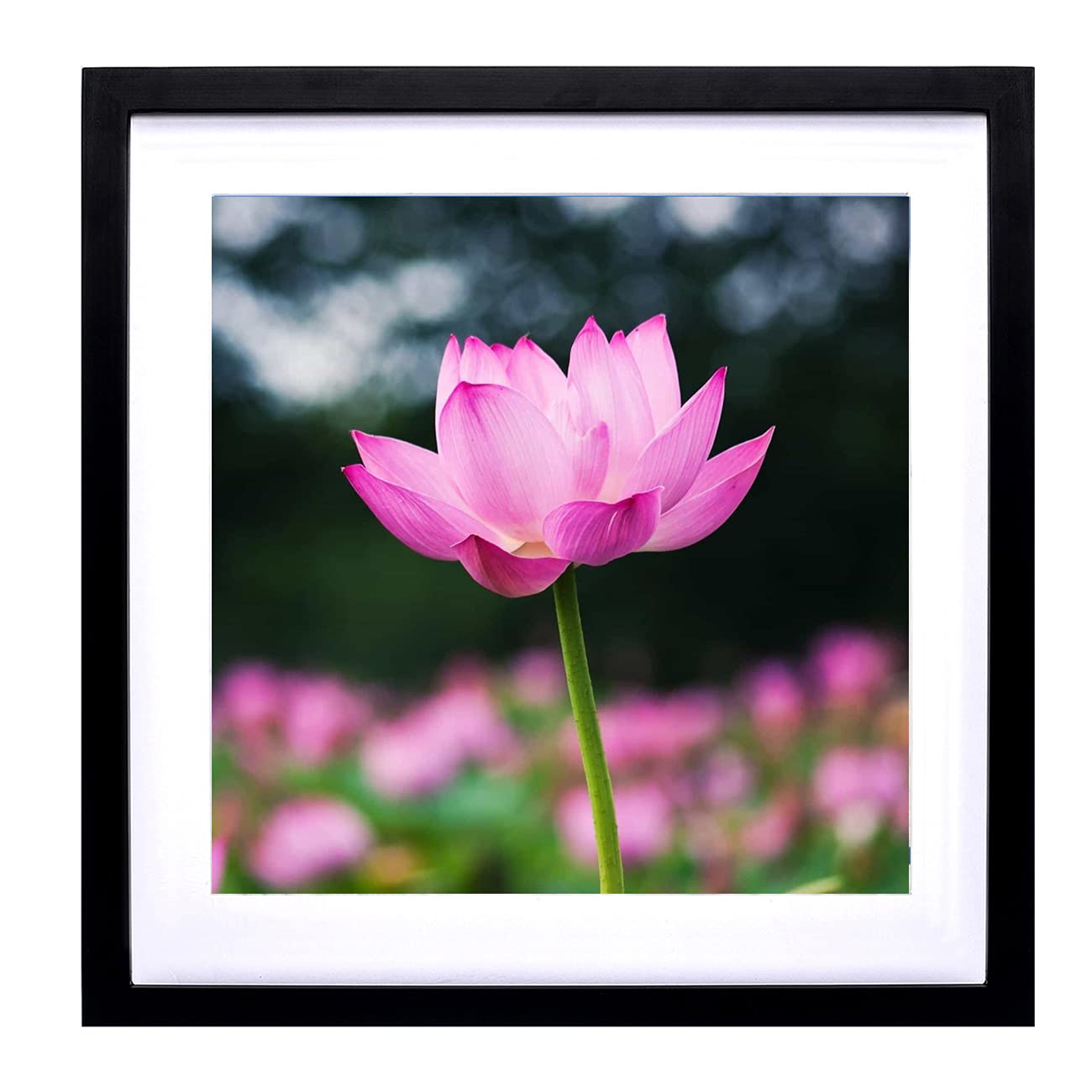 Mxtallup 40x40 Diamond Painting Frames Picture Wood,Display Pictures16x16 Inch/ 40x40 cm with Mat or 18x18 Inch/45x45cm Without Mat, Diamond Embroidery Photo Frame Diamond Art frames Black (TK007)