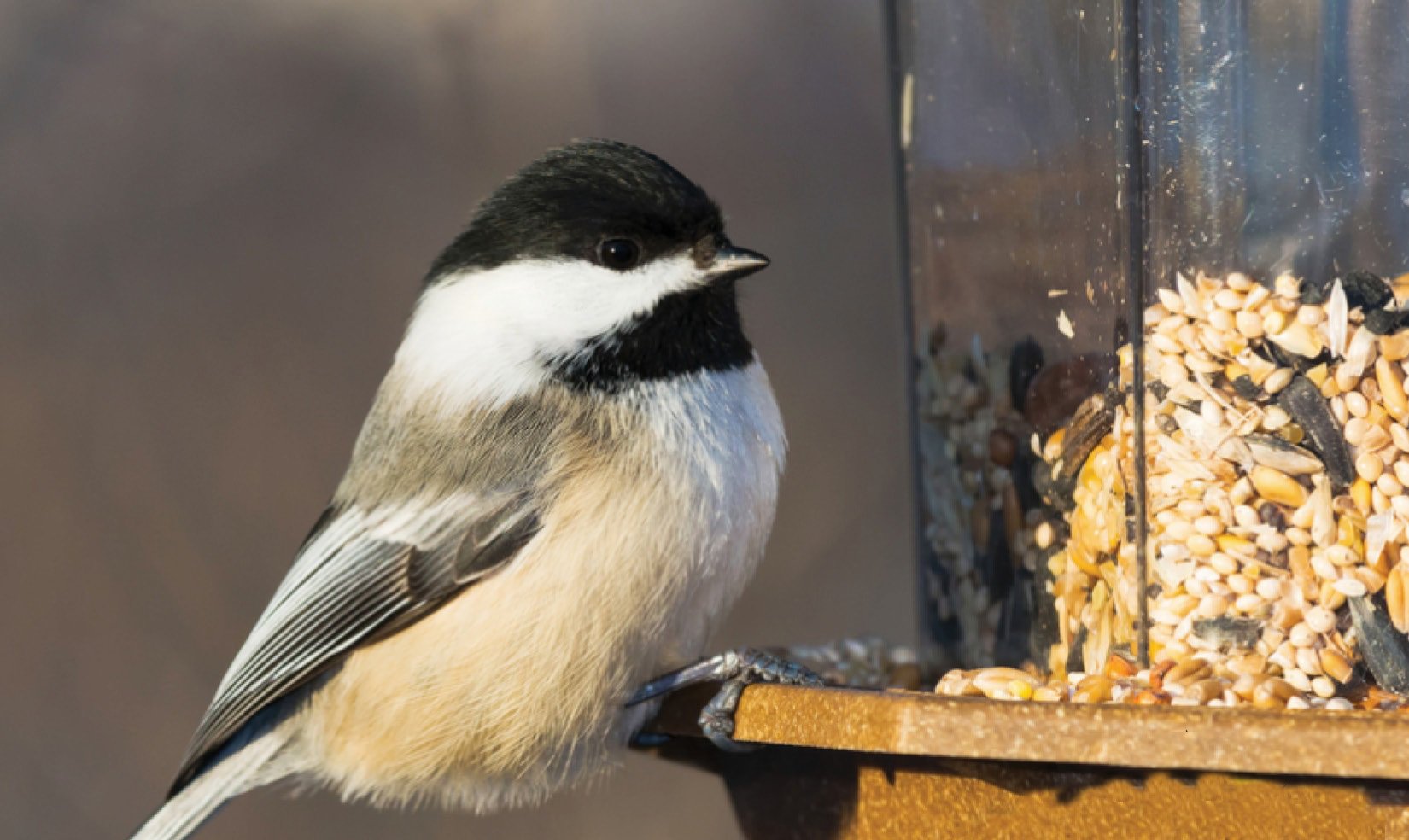 Audubon Park 12249 Wild Bird Food, 5-Pounds