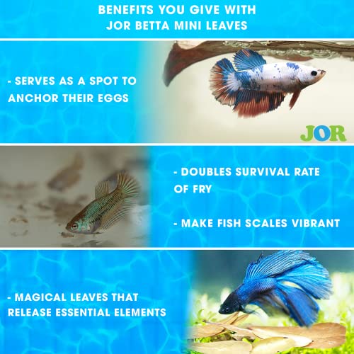 JOR Catappa Indian Almond Leaves, Fin Rot Treatment Betta Fish Water Conditioner Aquarium Leaves, Create Realistic River Habitat, Reduce Stress, Loved by Shrimp & Tropical Fish