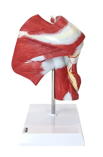 Axis Scientific Muscled Shoulder Joint Model β Shows Complete Shoulder Musculature from Rotator Cuff to Subscapular Muscles β Includes Base, Product Manual