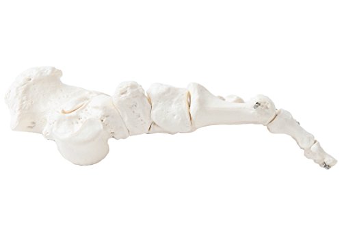 Axis Scientific Skeletal Foot | Right | Fully Articulated Flexible Foot Skeleton is Secured with Quality Wire to Demonstrate Movement | Includes Product Manual