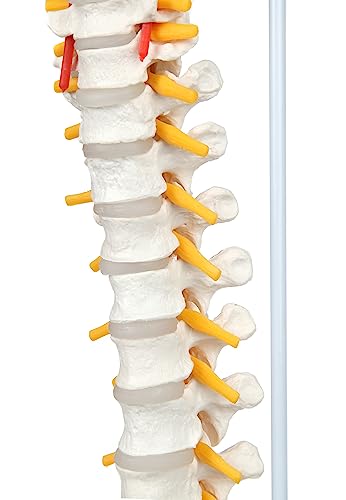 Axis Scientific, 34 Life Size Spine Model with Vertebrae,Nerves,Arteries, Lumbar Column,Male Pelvis - Human Anatomy Model for Education & Study - Includes Stand/Product Manual - Plastic Spine Model