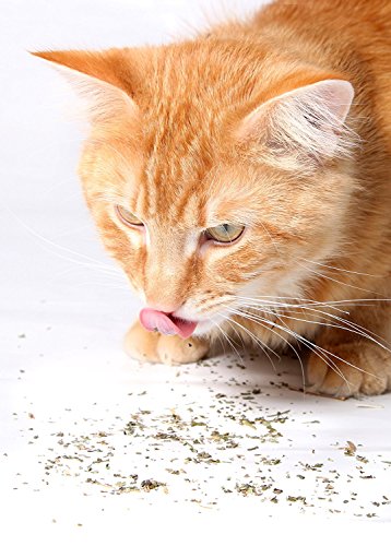Purple Haze Catnip, Premium Blend Safe for Cats, Infused with Maximum Potency Your Kitty is Sure to Go Crazy for (1 Cup)