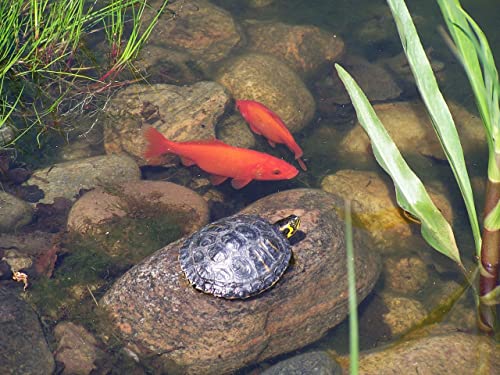 America's Best Koi Food 20 lbs Koi Fish Food Small to Medium Pond Pellets for Pond Fish with 35% Protein