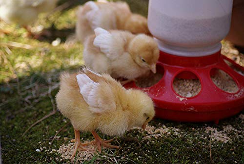 Country Heritage Medicated Baby Chick Food Starter Grower Crumbled Feed 5 Pounds