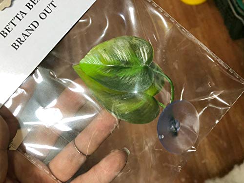 CousDUoBe 2 Pack Betta Fish Leaf Pad Improves Betta's Health by Simulating The Natural Habitat - Natural, Organic, Comfortable Rest Area for Fish Aquarium