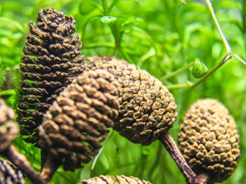 Aquatic Arts 50 Alder Cones | Shrimp Aquarium Decorations |pH Reducer & Buffering Water Treatment |Freshwater Fish Tank Supplies/Accessories