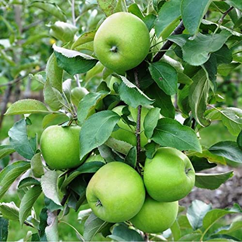 2 Granny Smith Apple Tree 1Ft to 2Ft Live Plant Green Apple Fruit Tree No Ship CA Planting Hardy