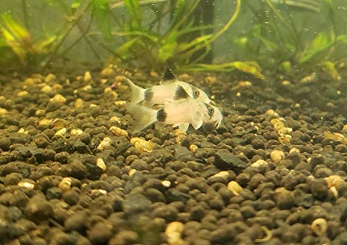 5 Panda Corydoras, Panda Corycats, Cute Freshwater Aquarium Catfish