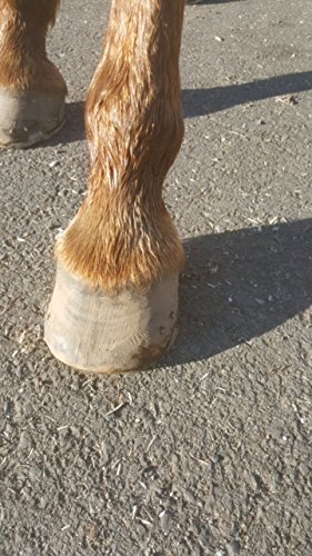 Big Mare Equine White Line Gel for Horse Hoofs | Treats White Line Hoof Disease