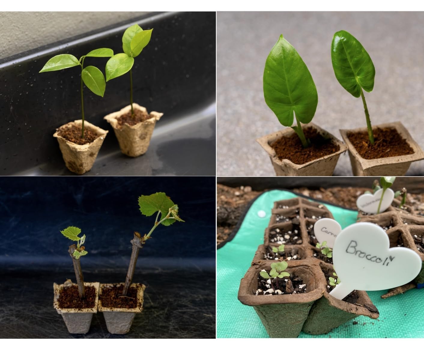 160 3.15 Inch Pcs Peat Pots Seed Starter Pot, Peat Pot for Seedling Seed Starter Tray, Biodegradable Plant Trays Seedling Pots for Plants Planter Starter Pots