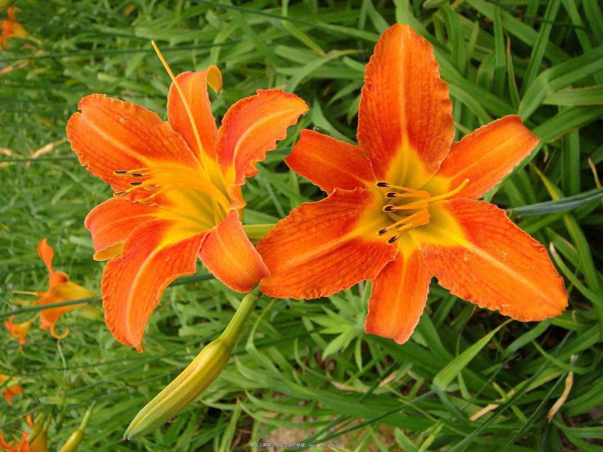 50+ Mixed Hemerocallis Hybrida Daylily Flowers Seeds Perennial Garden Plant Blooming