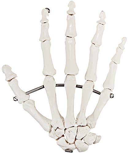 Axis Scientific Skeletal Hand | Right | Fully Articulated Flexible Hand Skeleton is Secured with Quality Wire to Demonstrate Movement | Includes Product Manual