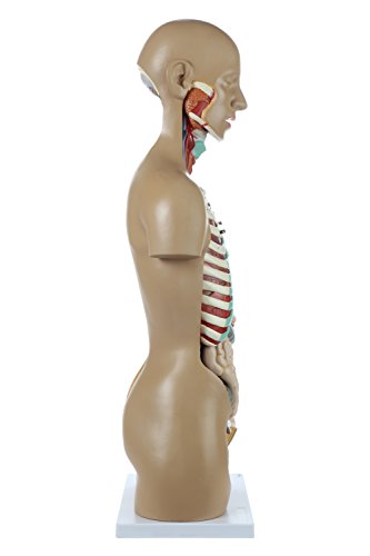 Axis Scientific 18-Part Premium Unisex Human Torso Model | Detailed Life-Size Human Body Model has 18 Removable Human Organs | Includes Detailed Product Manual