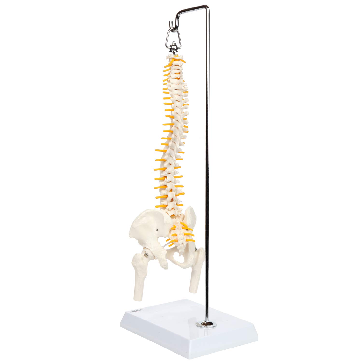 Axis Scientific 15.5" Mini Spine Model with Vertebrae,Nerves,Arteries, Lumbar Column,Male Pelvis - Human Anatomy Model for Education & Study - Includes Stand/Product Manual - Plastic Spine Model