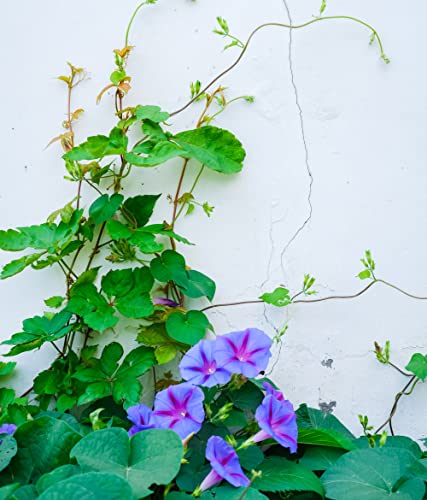 200+ Morning Glory Seeds for Planting, Mixed Color Ipomoea Nil Seeds Heirloom Vine, High Germination Rate Open Pollinated Seeds Wonderful Gardening Gifts