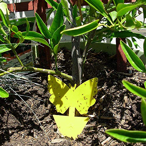 5 Pack - Sticky Yellow Butterfly Bug Traps for - Fruit Fly, Gnat Trap, White Flies, Mosquito, Fungus Gnats, Flying Insects Indoor/Outdoor Use