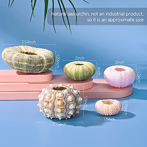 6PCS Hanging Air Plants Holders/Stand Mini Sea Urchin Shell Decorative Tillandsiat Succulent Air Plant Display Container for Home Office Wall Garden Beach Hawaii Theme Party Favors