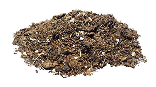 Money Tree Soil Blend All Natural Soil Mixture Formulated for Repotting and Planting Money Tree Plants 2 Quart Sized Bag