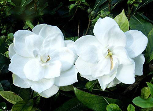 50+ Gardenia Jasminoides Jasmine Shrub Seeds Cape Jasmine Flower Perennial Garden Plant Bonsai