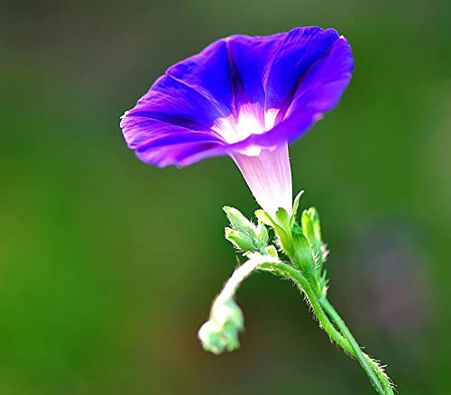 200+ Morning Glory Seeds for Planting, Mixed Color Ipomoea Nil Seeds Heirloom Vine, High Germination Rate Open Pollinated Seeds Wonderful Gardening Gifts