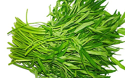 2000+ Seeds Kangkong Seeds - Rau Muong, Ong Choy, Brown - Chinese Spinach - Cong Xin CAI Seeds, kangkung Seeds for Planting