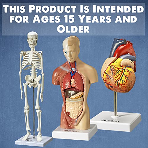 Evviva Sciences Human Heart, Torso, and Skeleton Models - Hands-On 3D Model Study Tools for Anatomy and Physiology Students with Anatomical Guide Booklet, Learning + Educational Kit
