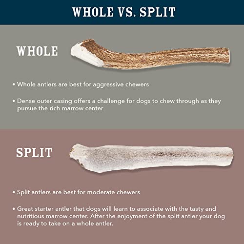 Amazon Brand – Wag Split Elk Antler, Naturally Shed, Medium 6–7.5 inches