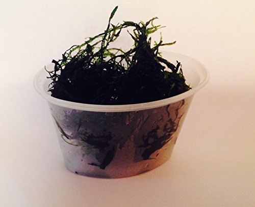 Aquarium Plants Galore Live Java Moss