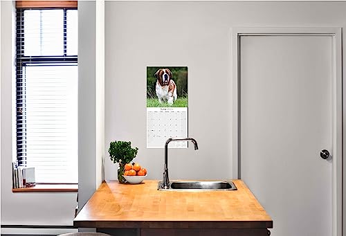 2023 2024 St Bernard Calendar - Saint Bernard Dog Breed Monthly Wall Calendar - 12 x 24 Open - Thick No-Bleed Paper - Giftable - Academic Teacher's Planner Calendar Organizing & Planning - Made in USA
