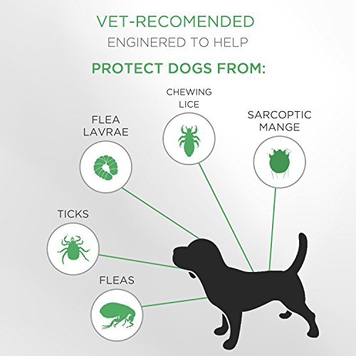 8-Month Protection Dog Flea Collars & Tick Collar - No Irritation, Baldness, or Side Effects - Suitable for Small, Medium, Large Dogs - 25 lnch - Natural flea and tick Collar for Dogs - 1 Pack