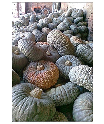MIXED SEEDS! 50+ Pumpkin and Winter Squash MIX Seeds NON-GMO 25 Varieties Delicious Grown in USA. Rare, Super Profilic and Delicious HARLEY SEEDS