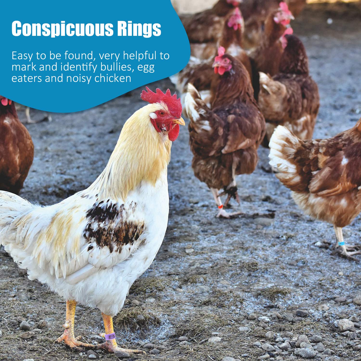 48 Pieces 16 mm Medium Chicken Leg Rings Multiple Colour Chicken Identification Leg Bands Numbered Clip on Leg Rings for Gamefowl Turkey Duck Goose Guinea Fit 1/2 to 5/8 Inch Legs