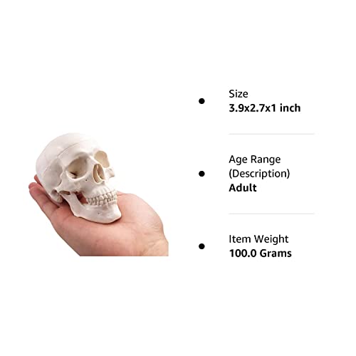 BornTo Edu Mini Skull Model - Small Size Human Medical Anatomical Adult Head Bone for Education