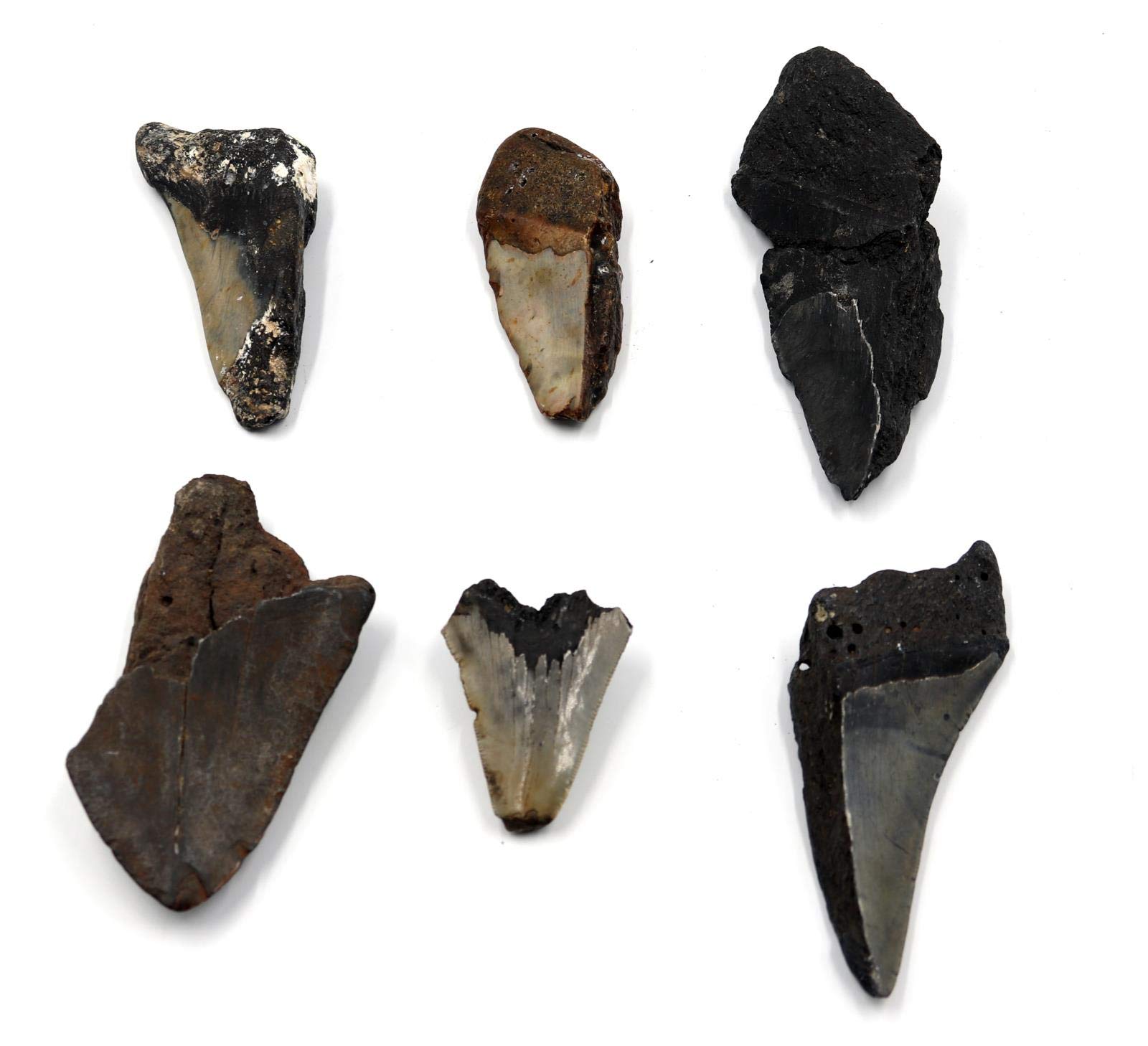 Megalodon Teeth Lot of 6 Fossils w/6 info Cards Shark #15666 25o