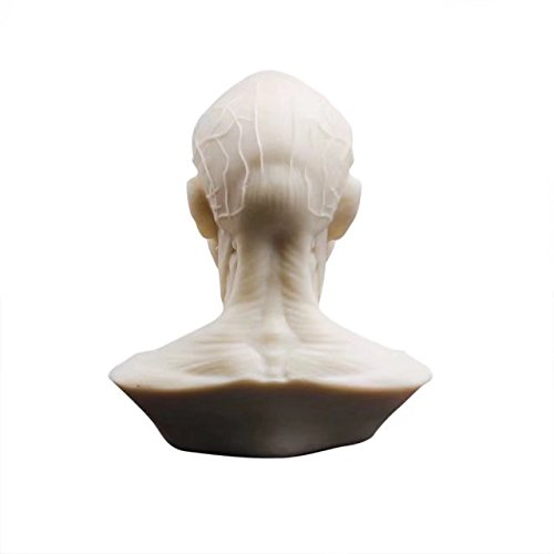 BoNew-Oral Human Model Anatomy Skull Head Muscle Bone Medical Art for The School