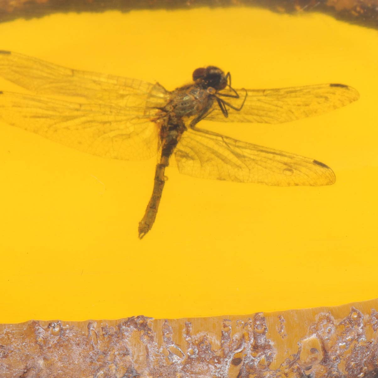 Amber,Artificial Amber Specimen Pendant Butterfly Scorpions Insects Amber Stone Ornament for Collection(Dragonfly)