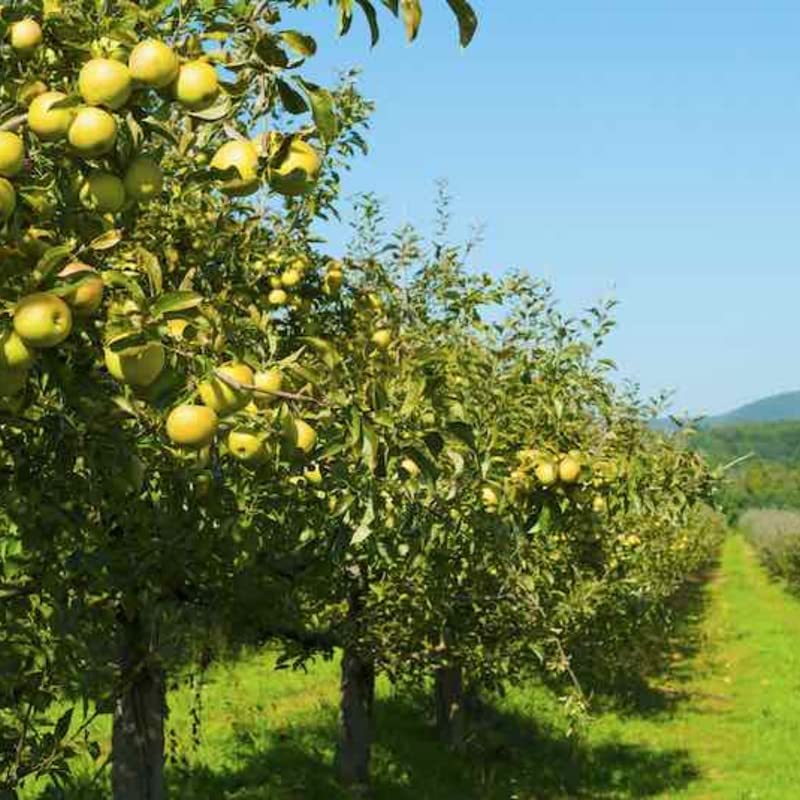 2 Granny Smith Apple Tree 1Ft to 2Ft Live Plant Green Apple Fruit Tree No Ship CA Planting Hardy