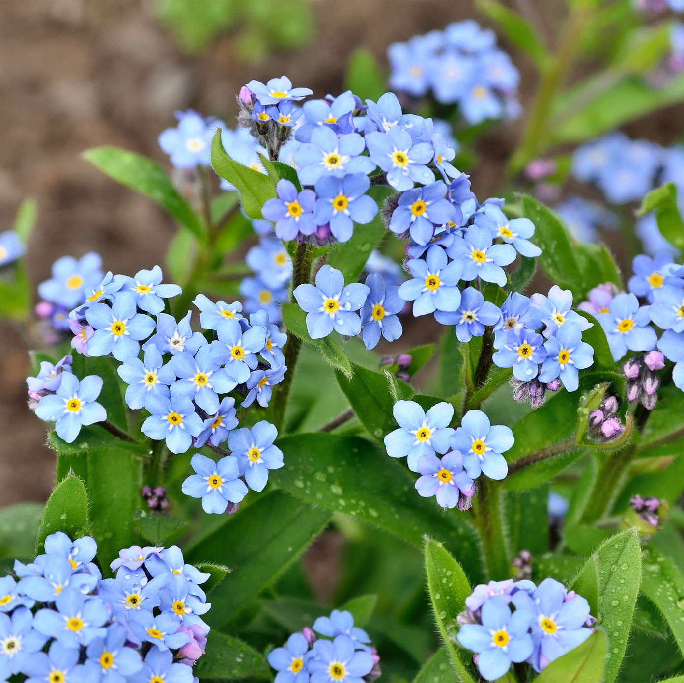 Alaska Forget-Me-Not Wildflower Home Fragrance Natural Spray Mist 101 ml 3 oz
