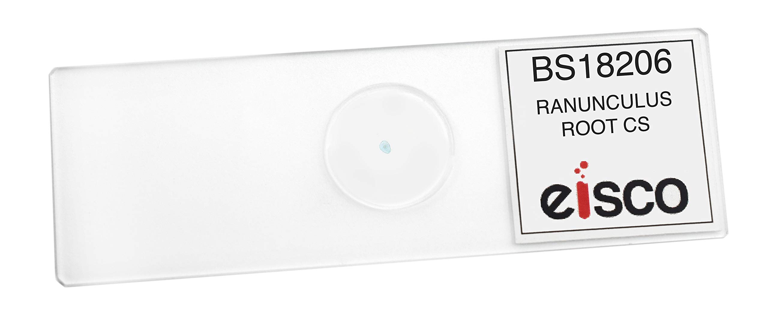 EISCO - Ranunculus Root - Cross Section - Prepared Microscope Slide - 75 x 25mm - Biology & Microscopy