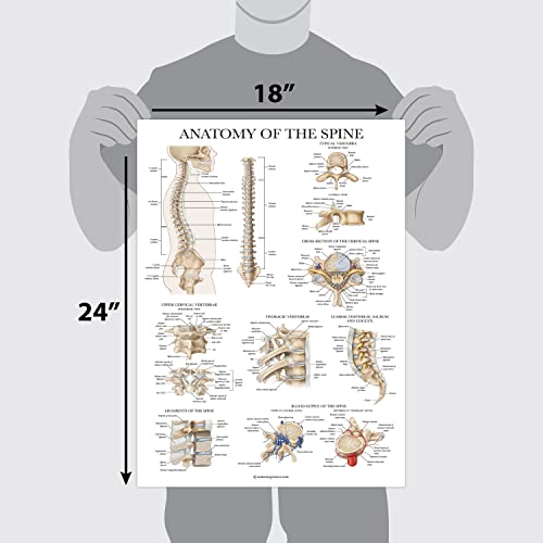 Palace Learning 2 Pack: Anatomy of the Spine + Disorders of the Spine Poster Set - Set of 2 Anatomical Charts - Laminated - 18" x 24"